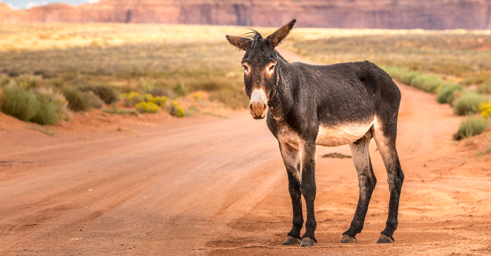 Учені виявили в ДНК віслюка час одомашнення в Африці. Новини науки
