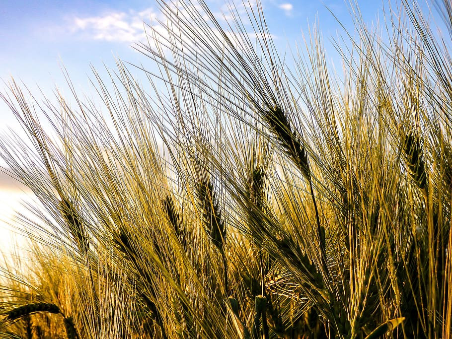 Ukraine approves law to implement EU-model agricultural support