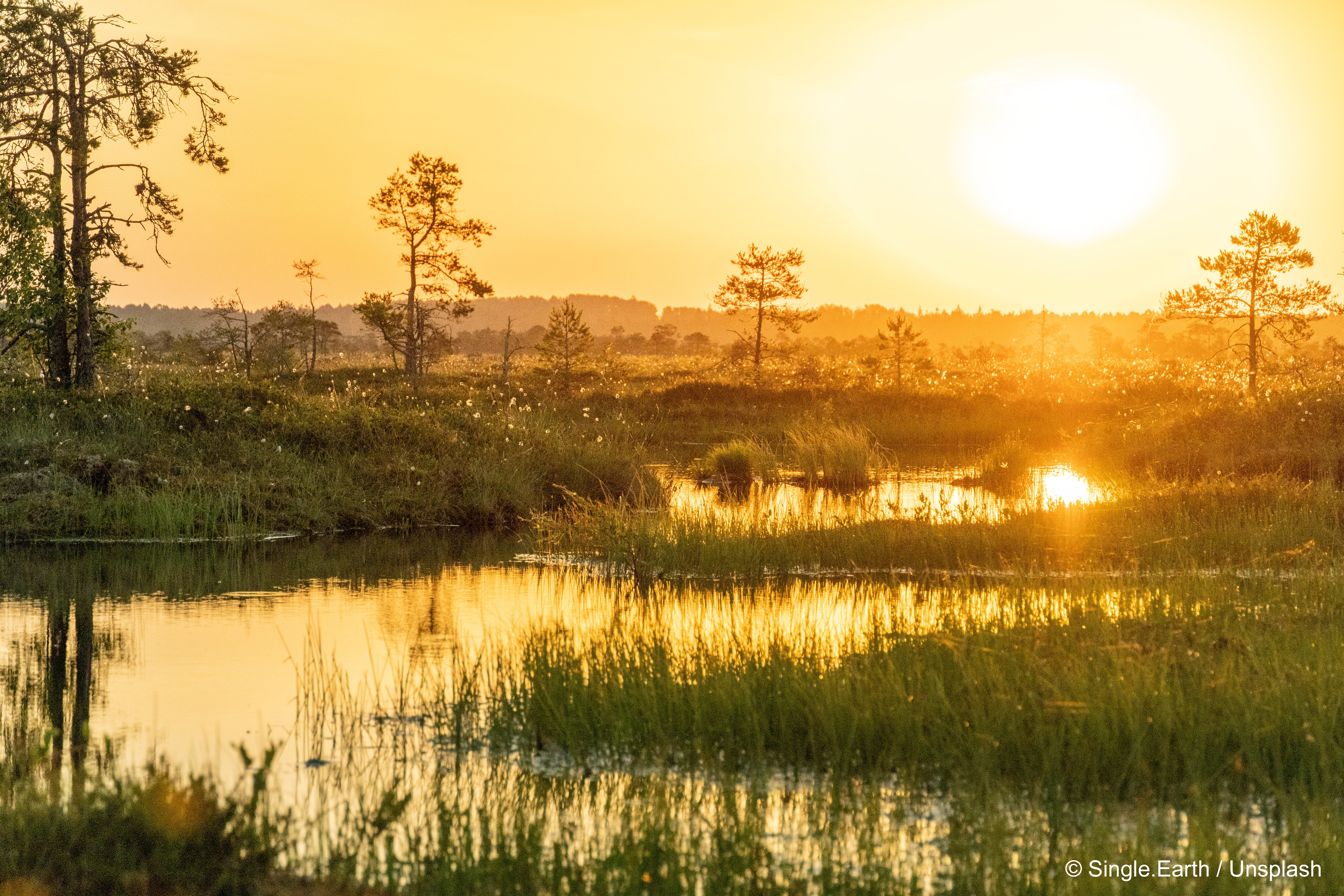 Unique landscape systems of Dnipro estuary, sites of rare bird nesting ...