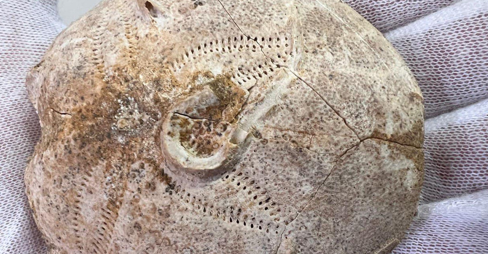 Attempt to smuggle sea urchin shell out from Ukraine foiled in Kyiv