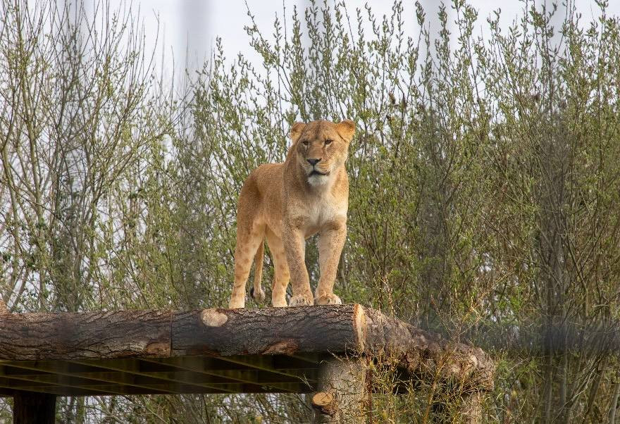 Rescue center for evacuated Ukrainian lions opens in UK